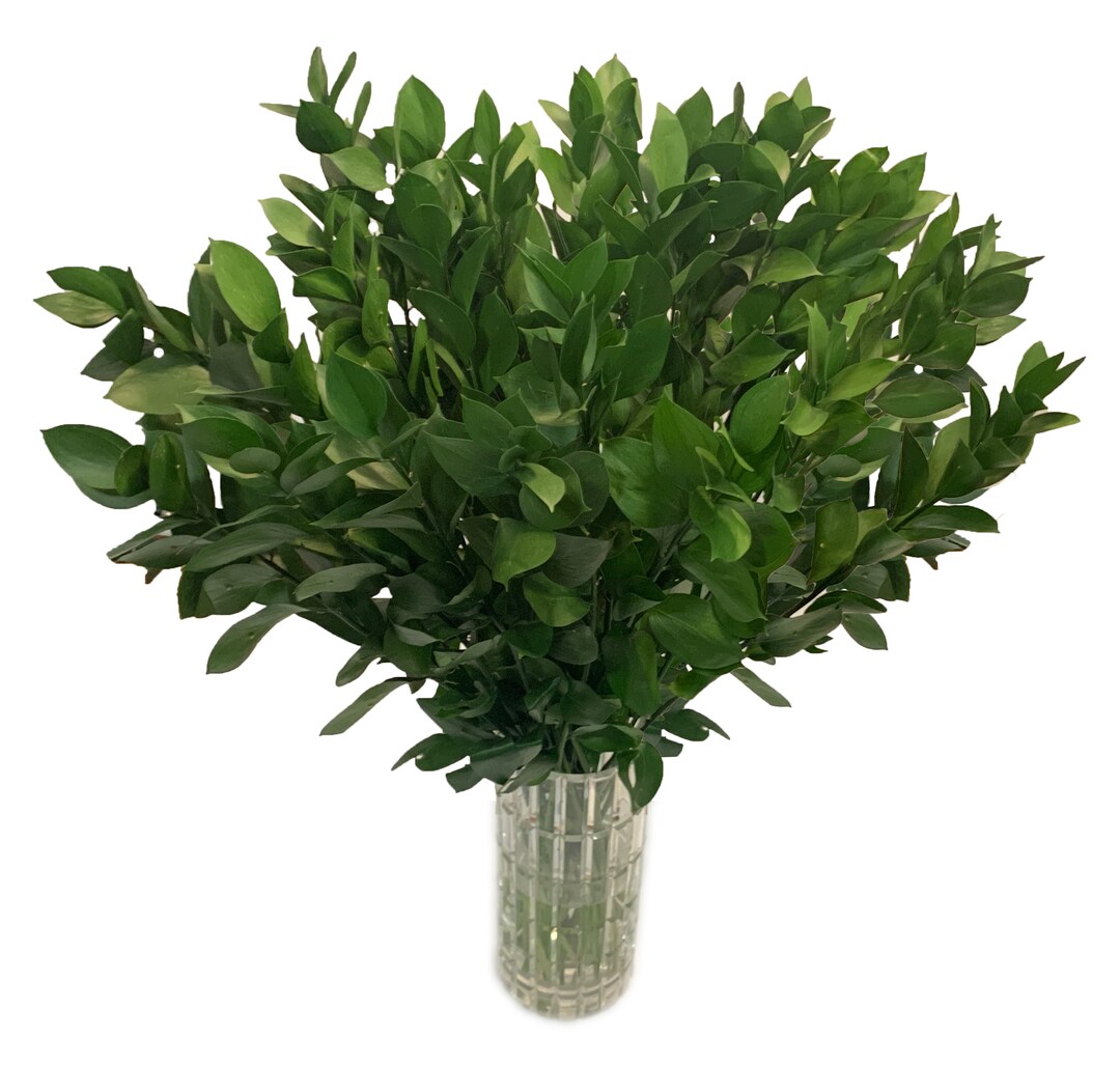 Fresh Cut Israeli Ruscus - Etsy