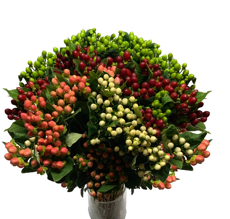 Fresh Cut Hypericum Assorted Colors - Etsy