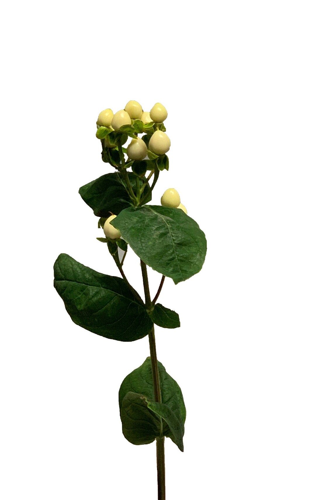 Fresh Cut Hypericum Assorted Colors - Etsy