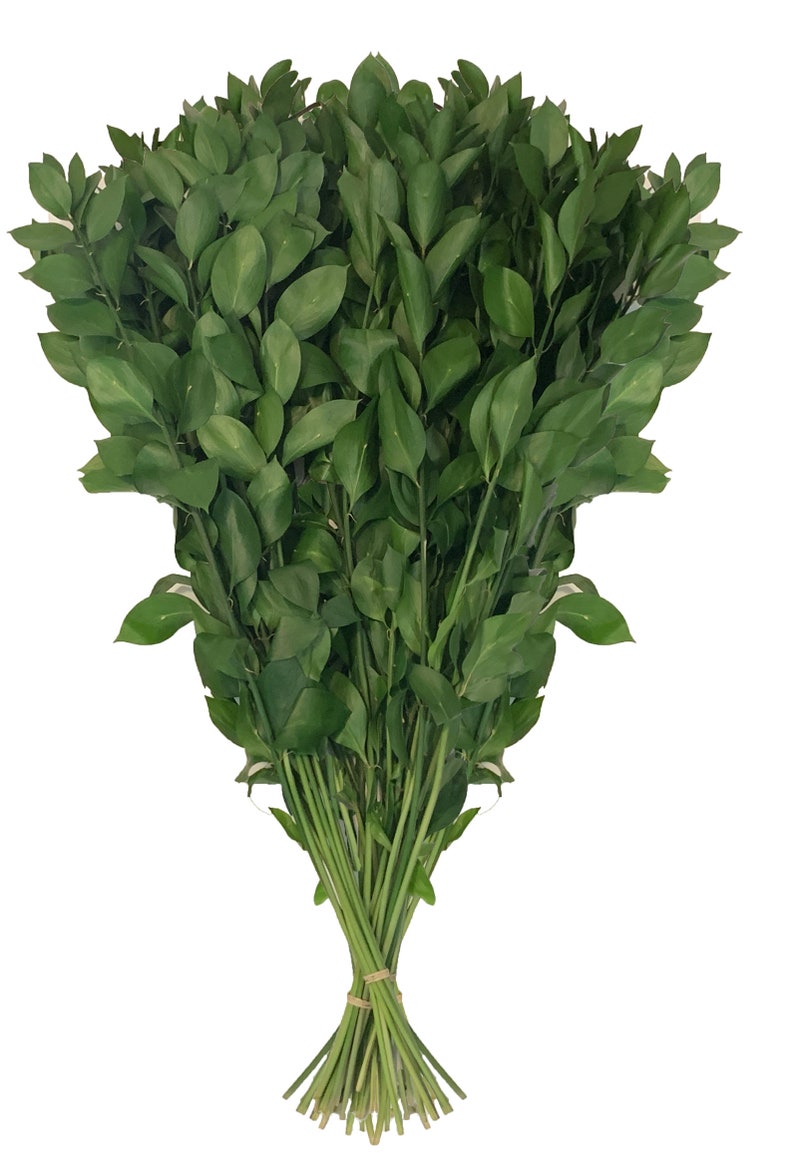 Fresh Cut Israeli Ruscus - Etsy