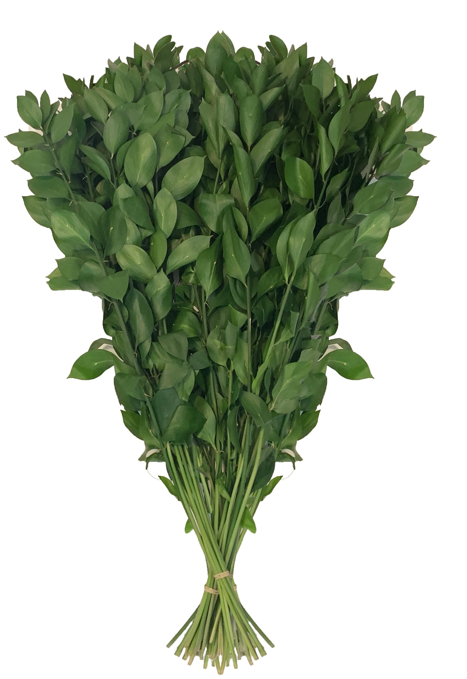 Fresh Cut Israeli Ruscus - Etsy