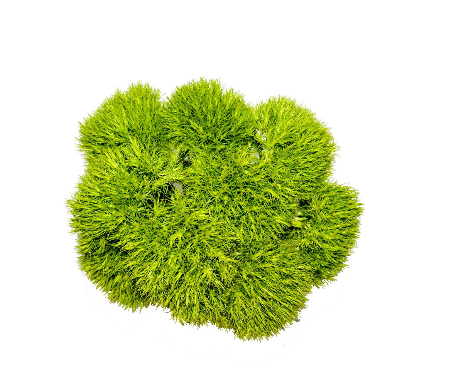 Dianthus Green Ball - Fresh Cut Flowers - Etsy
