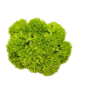 Dianthus Green Ball - Fresh Cut Flowers - Etsy