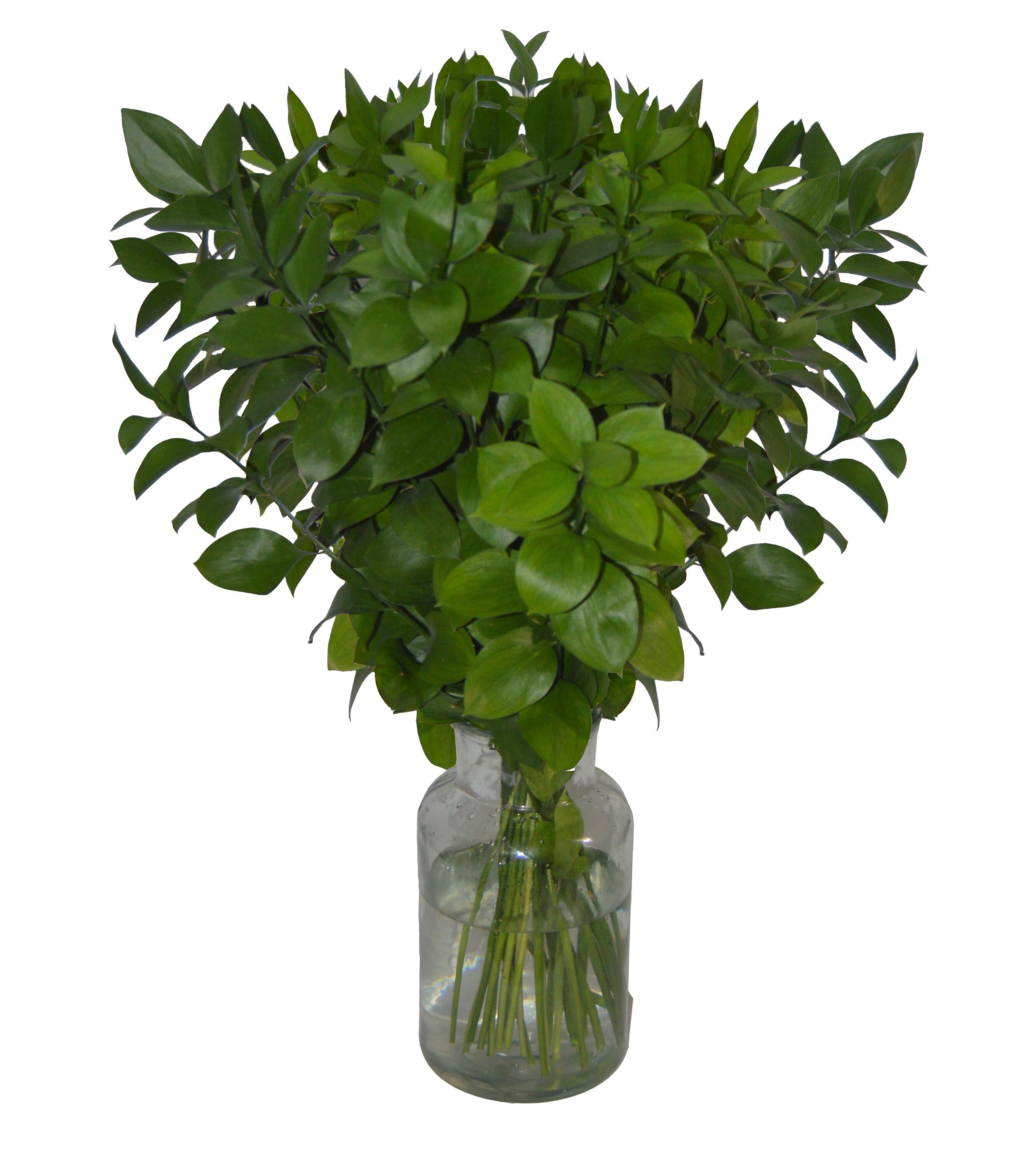 Fresh Cut Israeli Ruscus - Etsy