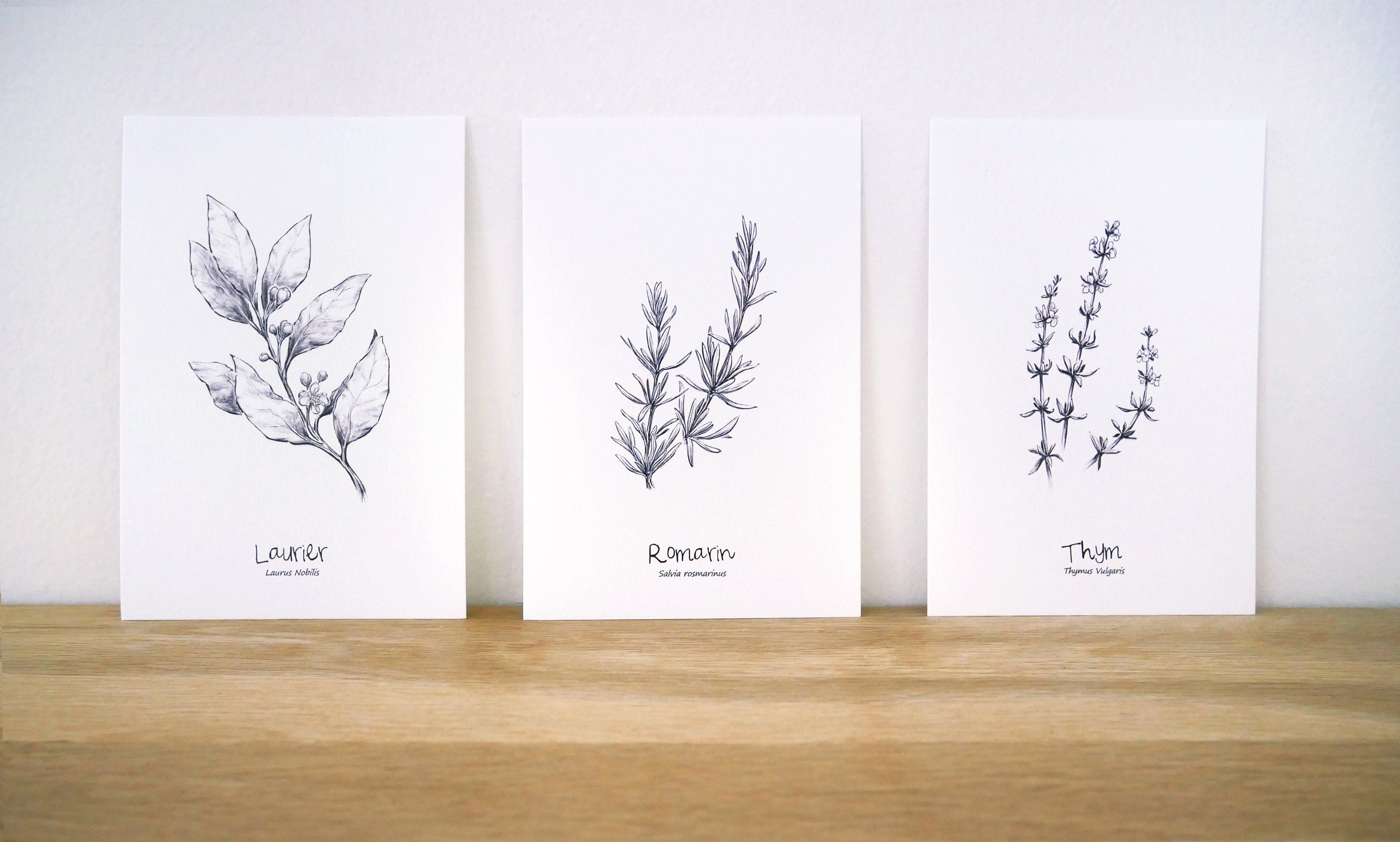 Plant Cards Symbols of Provence, Postcard, Greeting Card, Olive Tree ...