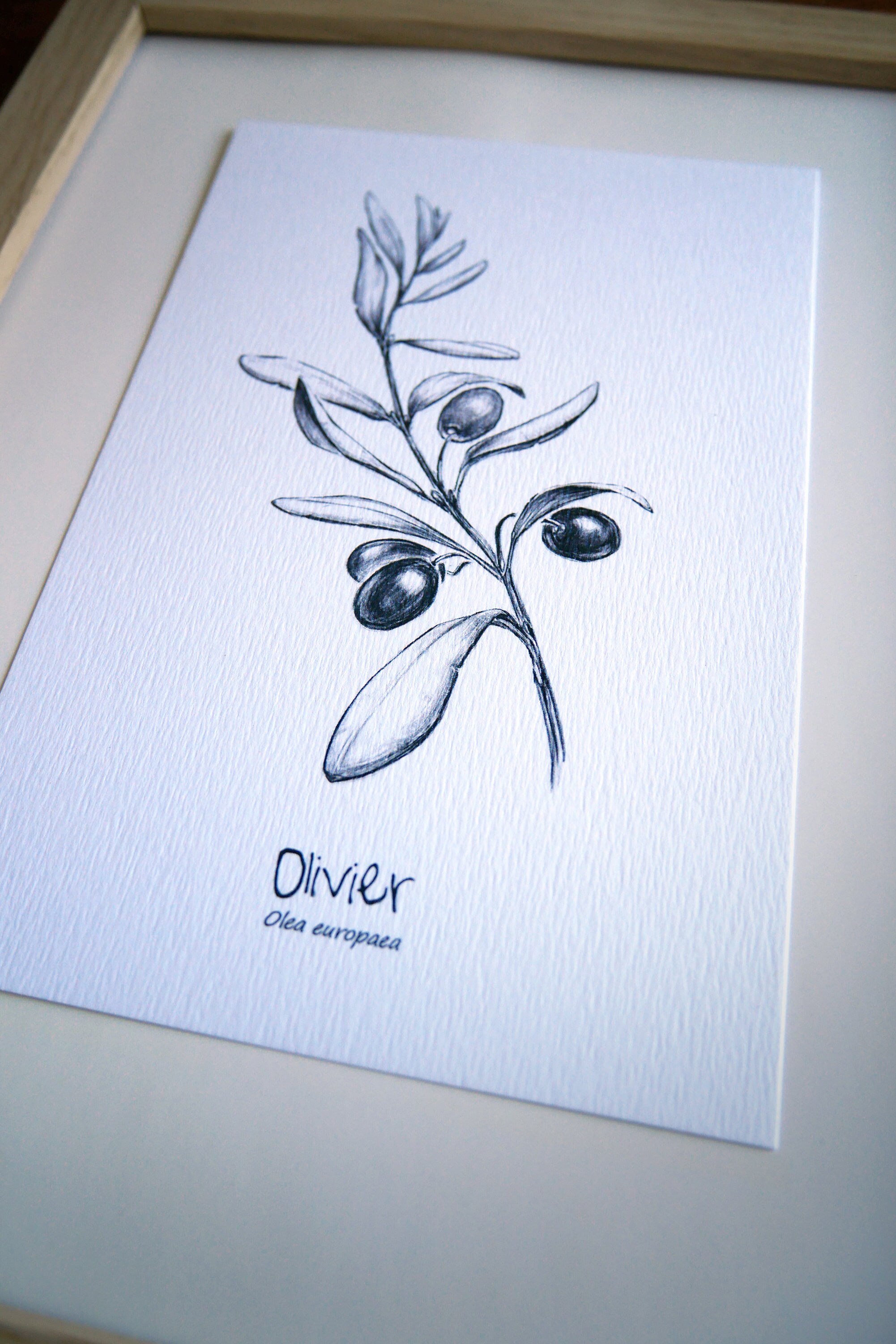 Plant Cards Symbols of Provence, Postcard, Greeting Card, Olive Tree ...