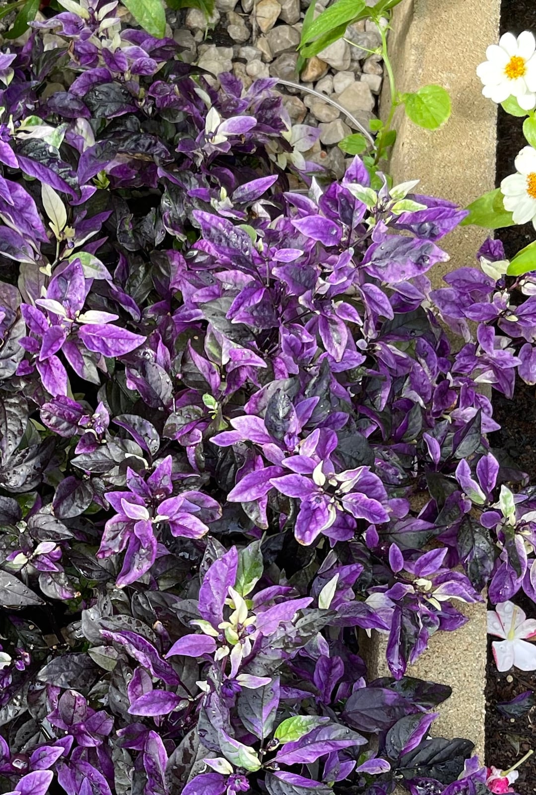 Purple Flash Ornamental Pepper Seeds - Etsy