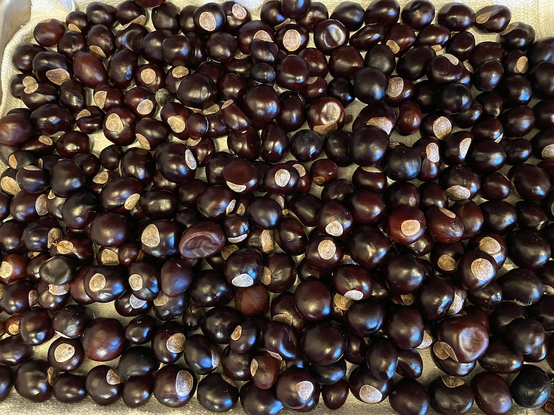 30 Buckeye Nuts - Etsy