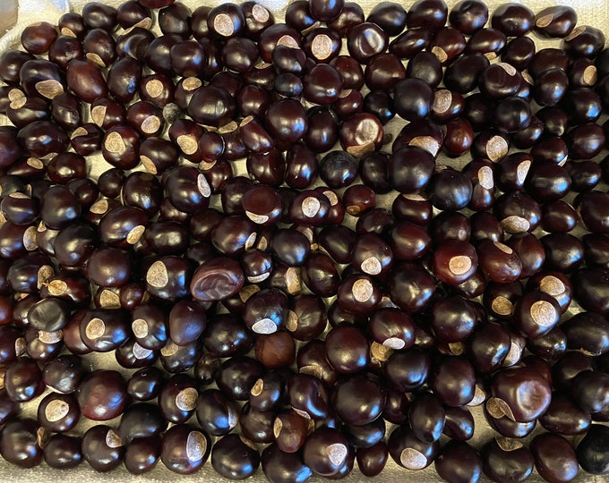 30 Buckeye Nuts - Etsy