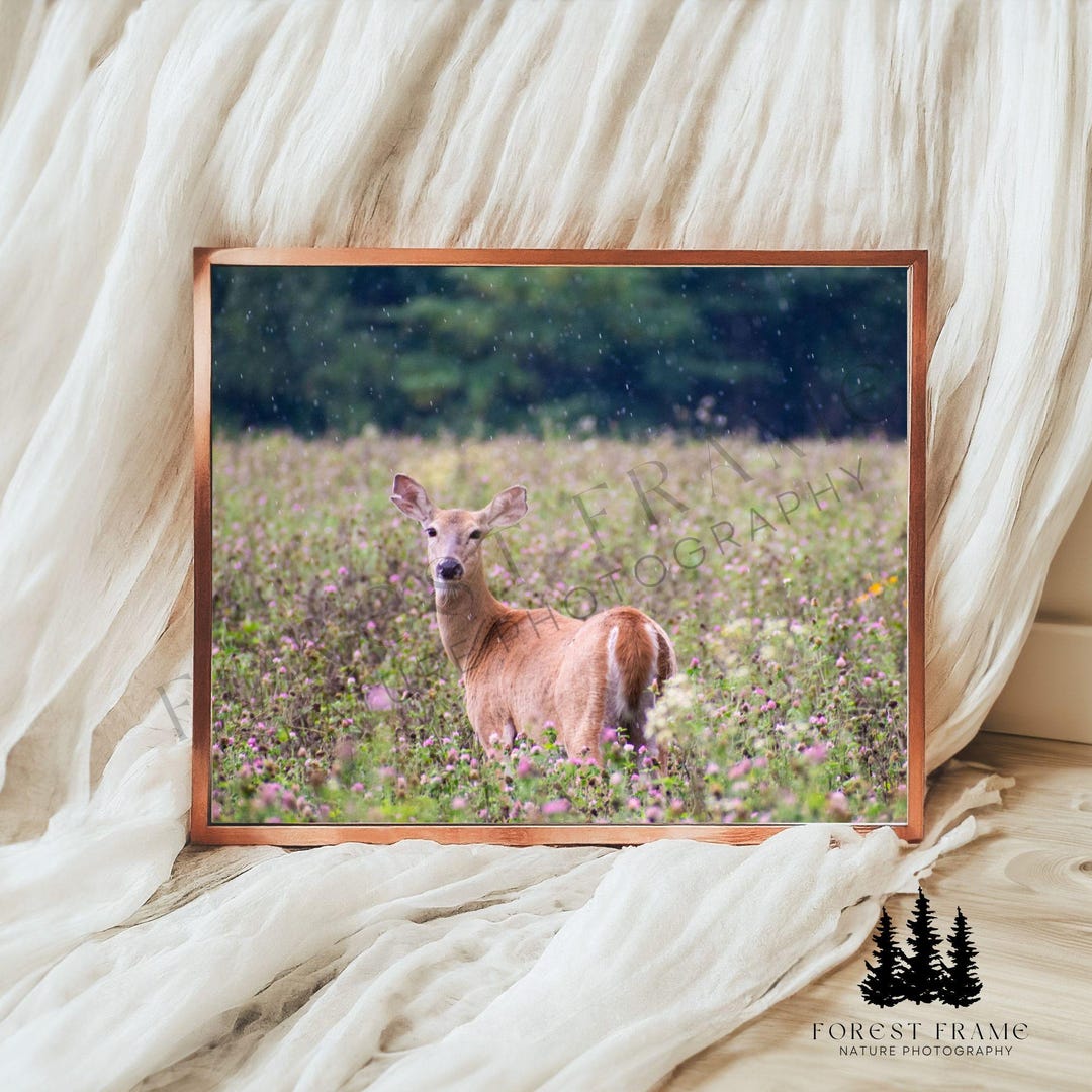 Rainy Day Deer in Wildflowers Photo - Nature Wildlife Photography ...