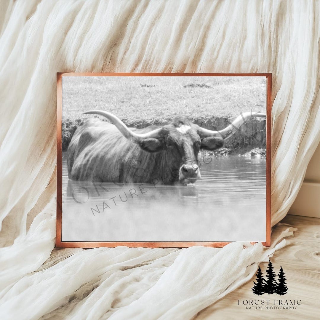 Black and White Longhorn in Pond – Rustic Texas Cow Photography ...