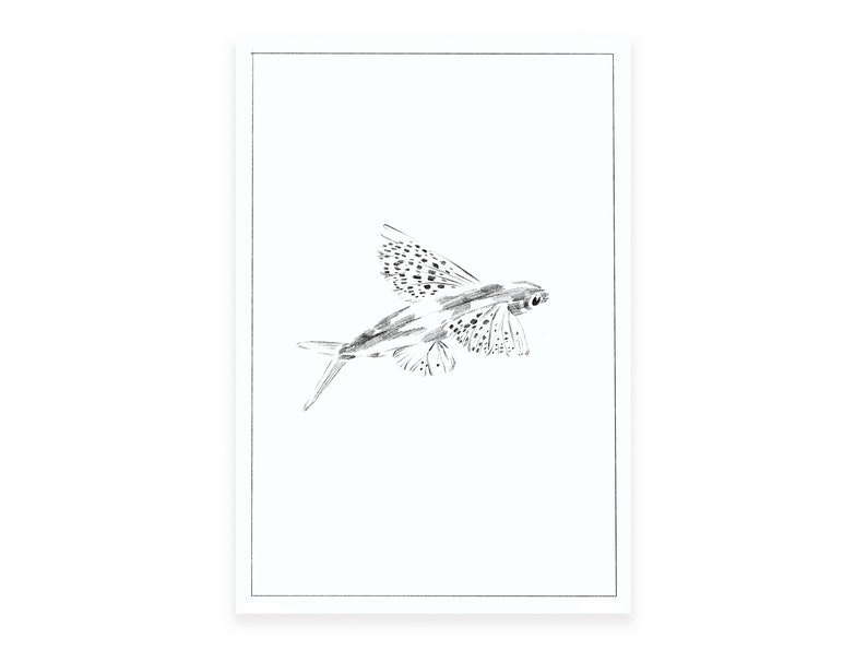 Flying Fish Graphite Sketch Wall Art & Illustrations in Three Colors ...