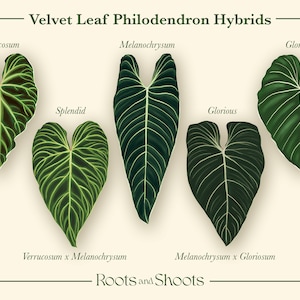 Philodendron Velvet Leaf Hybrids Digital Botanical Illustration - Etsy