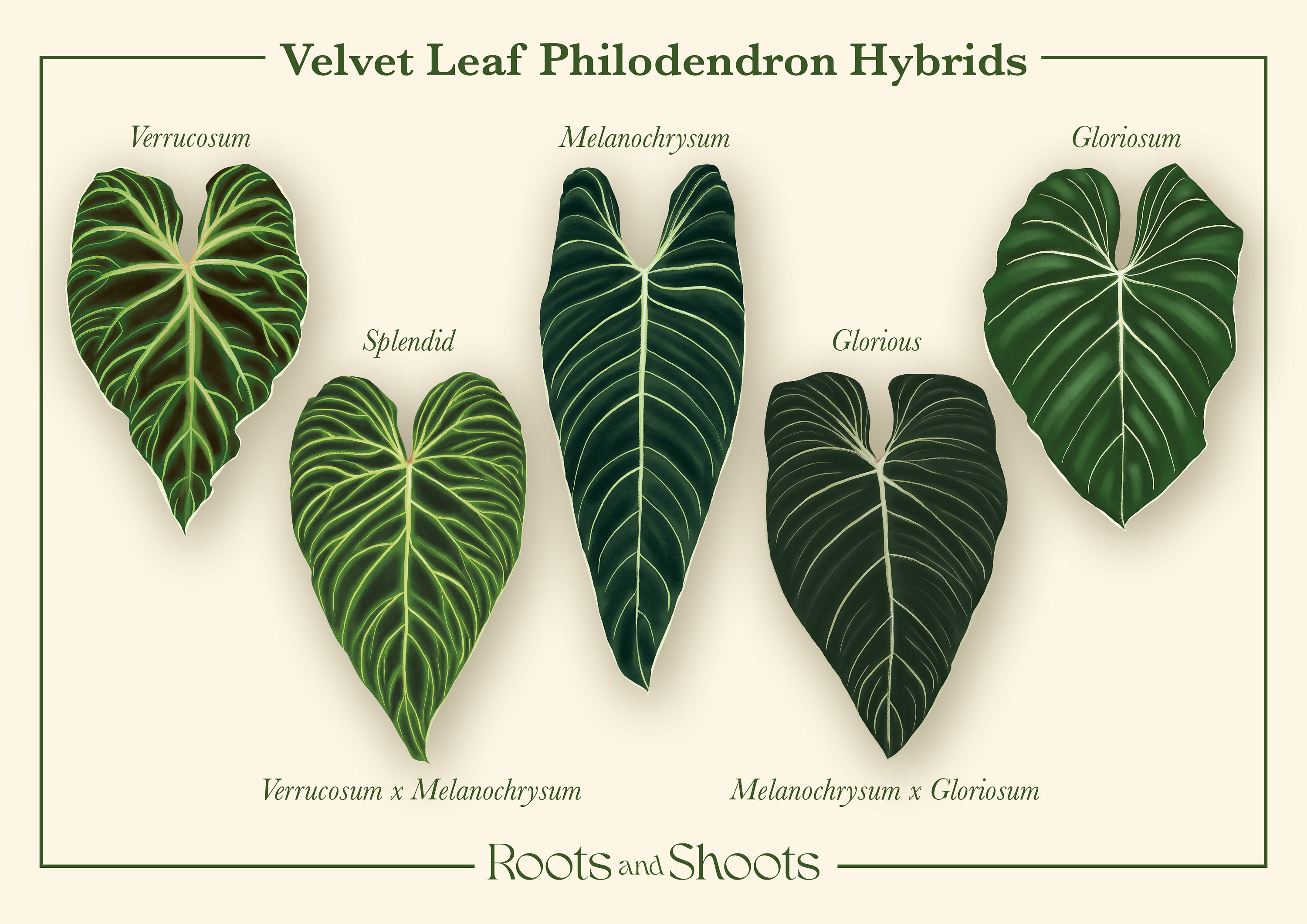 Philodendron Velvet Leaf Hybrids Digital Botanical Illustration - Etsy