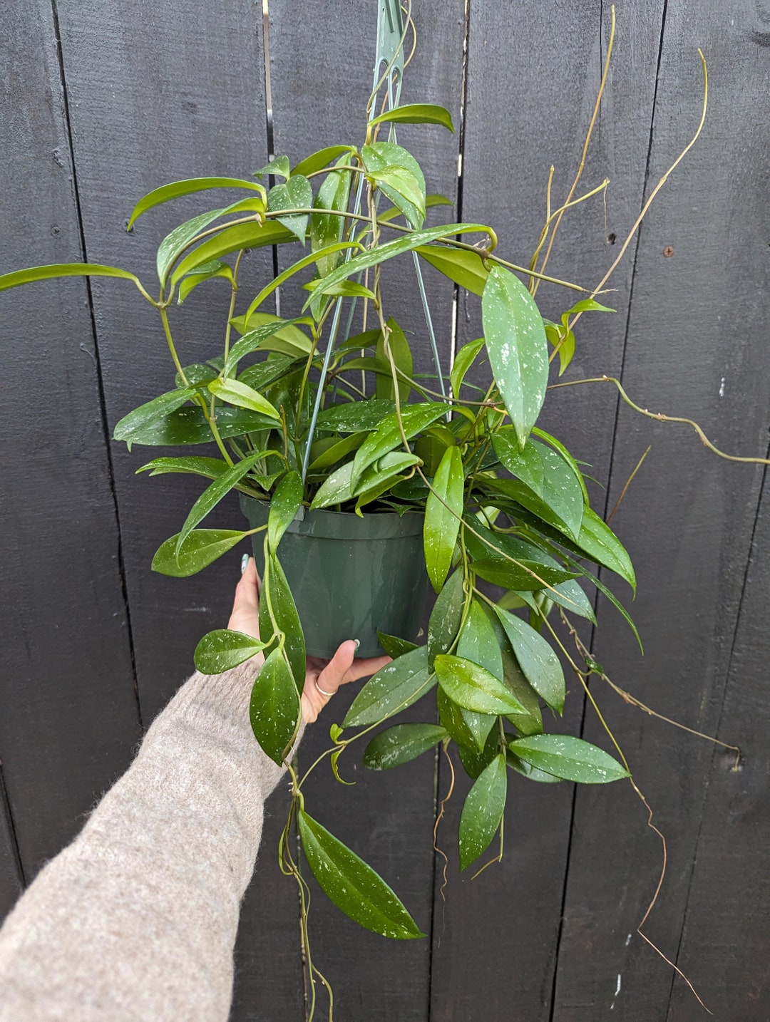 Hoya Publicalyx Splash Plant 6 Pot - Etsy