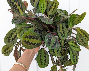 Red Prayer Plant Hanging Basket 6 Inch Pot Maranta - Etsy
