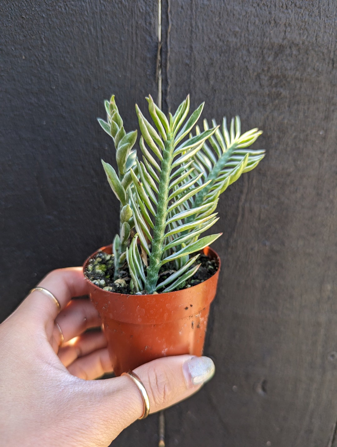 Devil's Backbone Variegated Plant 2 Pot - Etsy