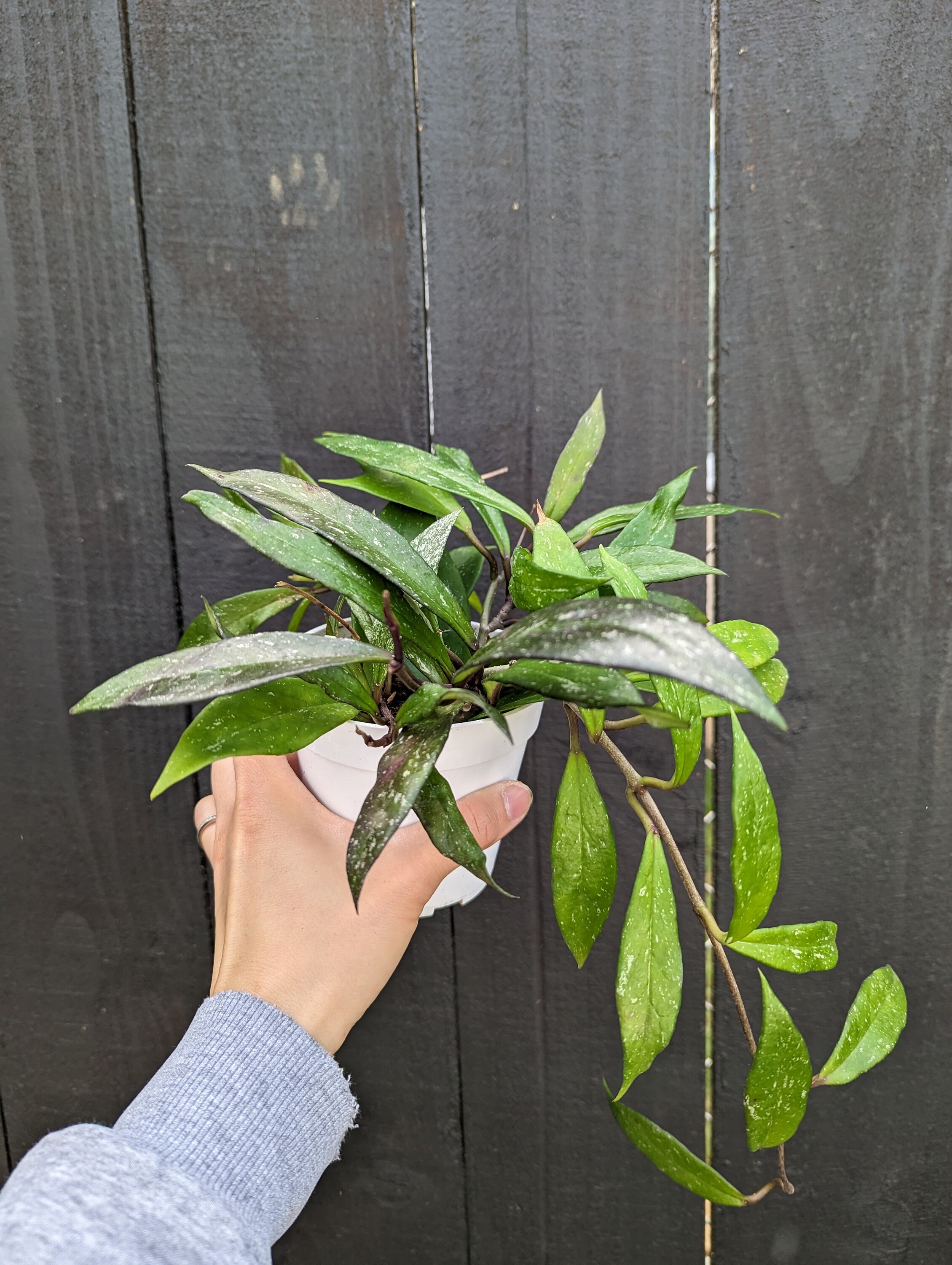 Hoya Publicalyx Splash Plant 4 Pot - Etsy