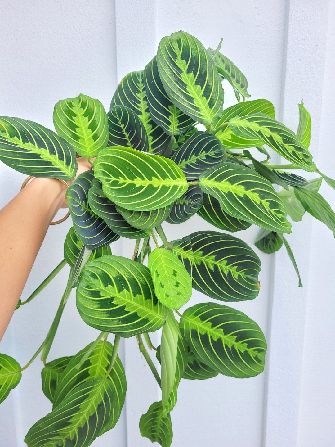 Lemon Lime Maranta Plant 6" Pot - Etsy