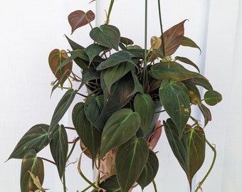 Philodendron Micans Hederaceum Plant in a 4 Pot Live Trailing Indoor ...