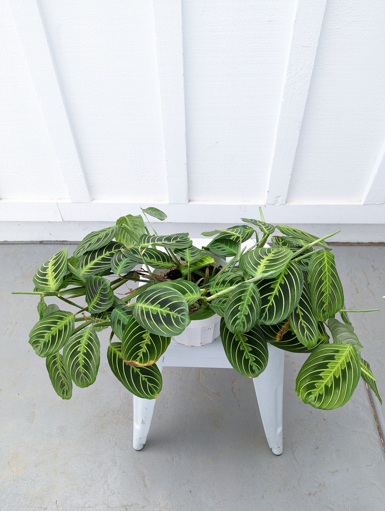 Lemon Lime Maranta Plant 6 Pot - Etsy