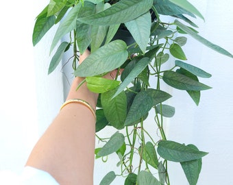 Cebu Blue Ghost Variegated Epipremnum Pinnatum Rooted Starter Plant - Etsy