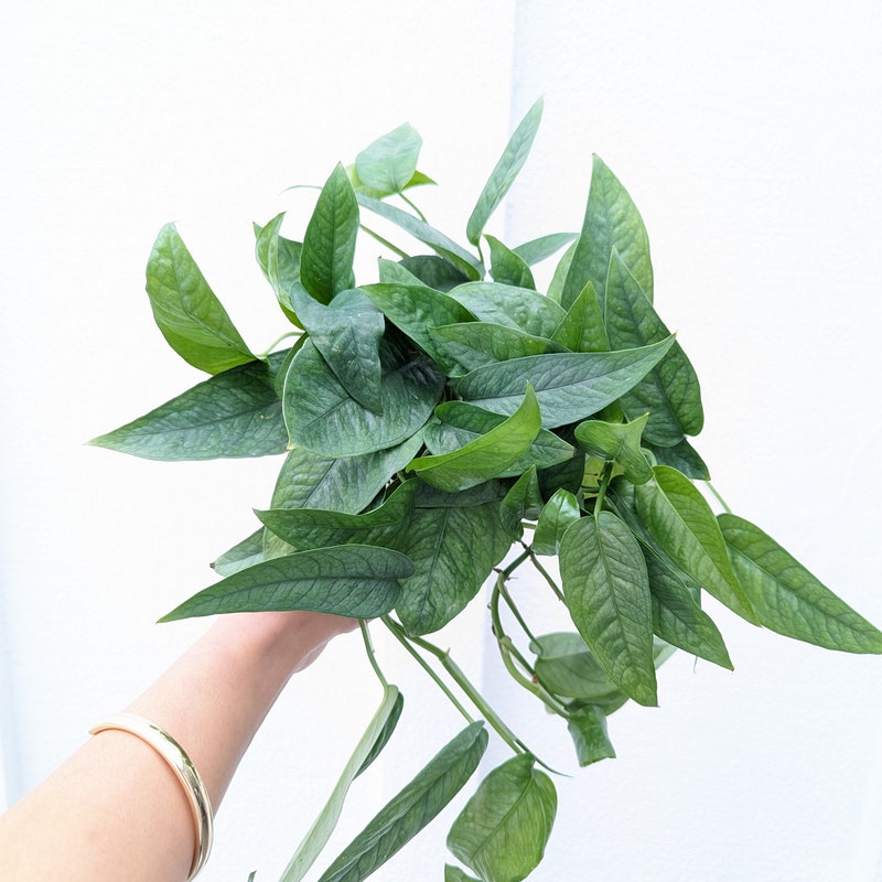 Cebu Blue Pothos - Etsy