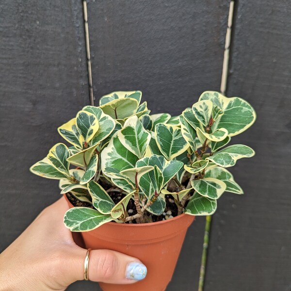 Ficus Triangularis Variegated - Etsy