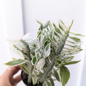 Devil's Backbone Variegated Plant 2" Pot - Etsy