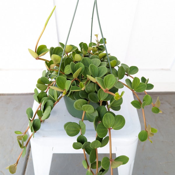 Peperomia Hope Plant - Etsy