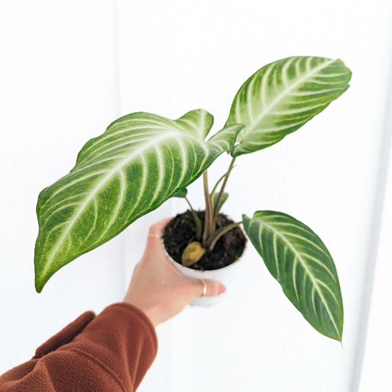 Caladium Lindenii Magnificum - Etsy