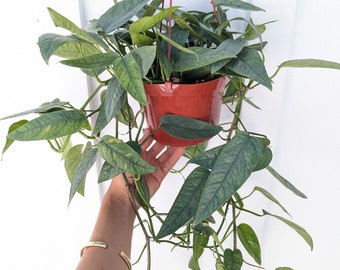 Pothos Cebu Blue Ships in Four Inch Pot. I Send Photos B4 Shipping - Etsy