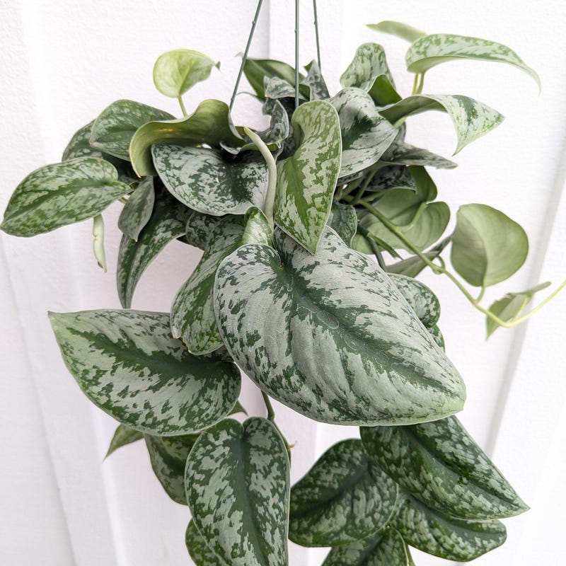 Scindapsus - Etsy