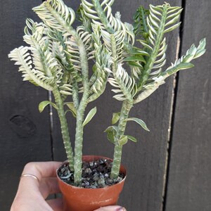 Devil's Backbone Variegated Plant 2" Pot - Etsy