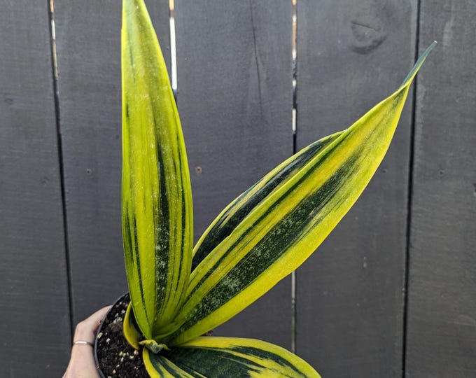 Sansevieria Trifasciata Gold Flame Snake Plant 4" Pot - Etsy