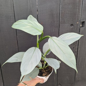 Philodendron Silver Sword Plant 4 Pot - Etsy