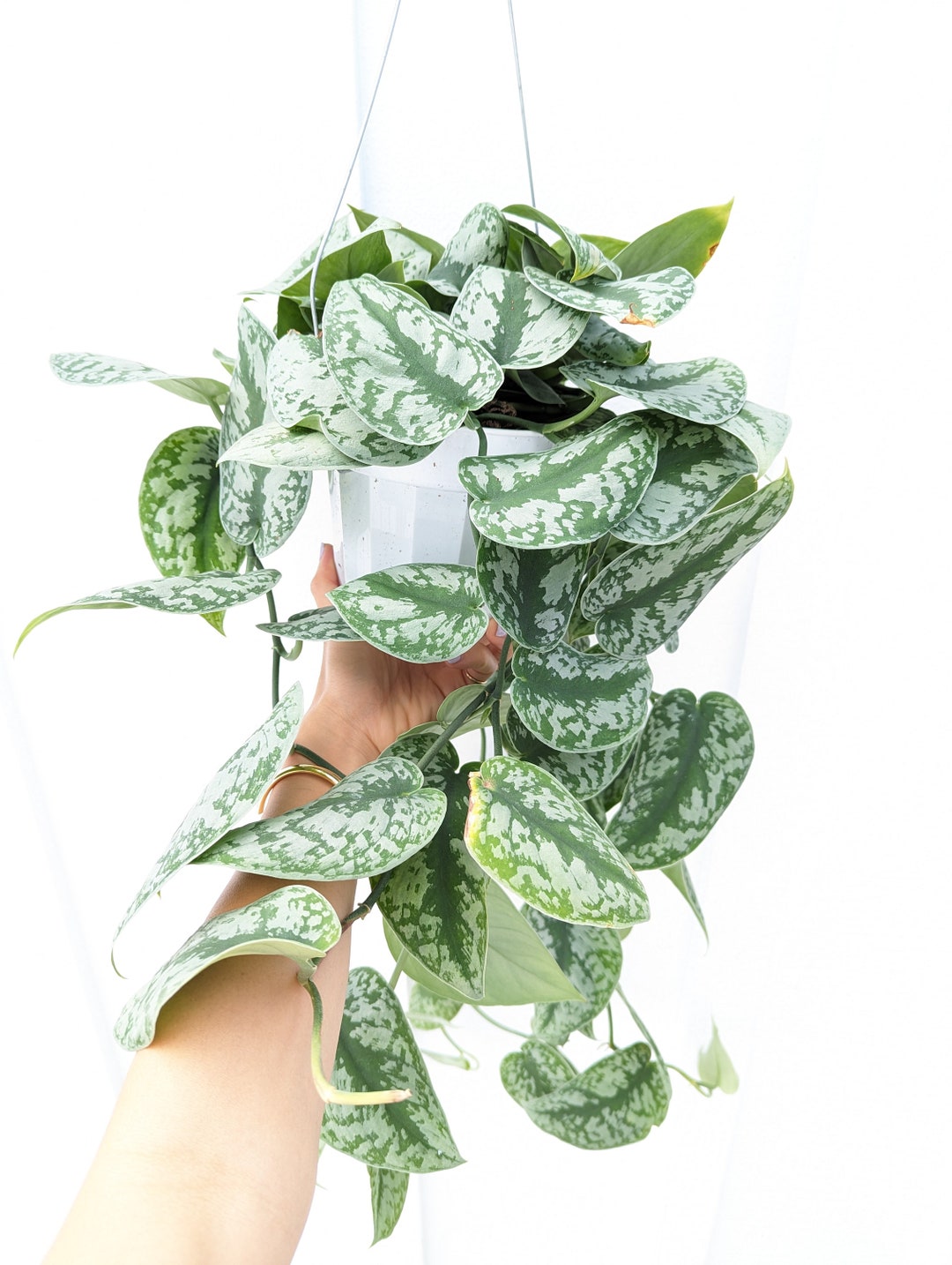 Scindapsus Pictus Exotica Silver Pothos - Etsy