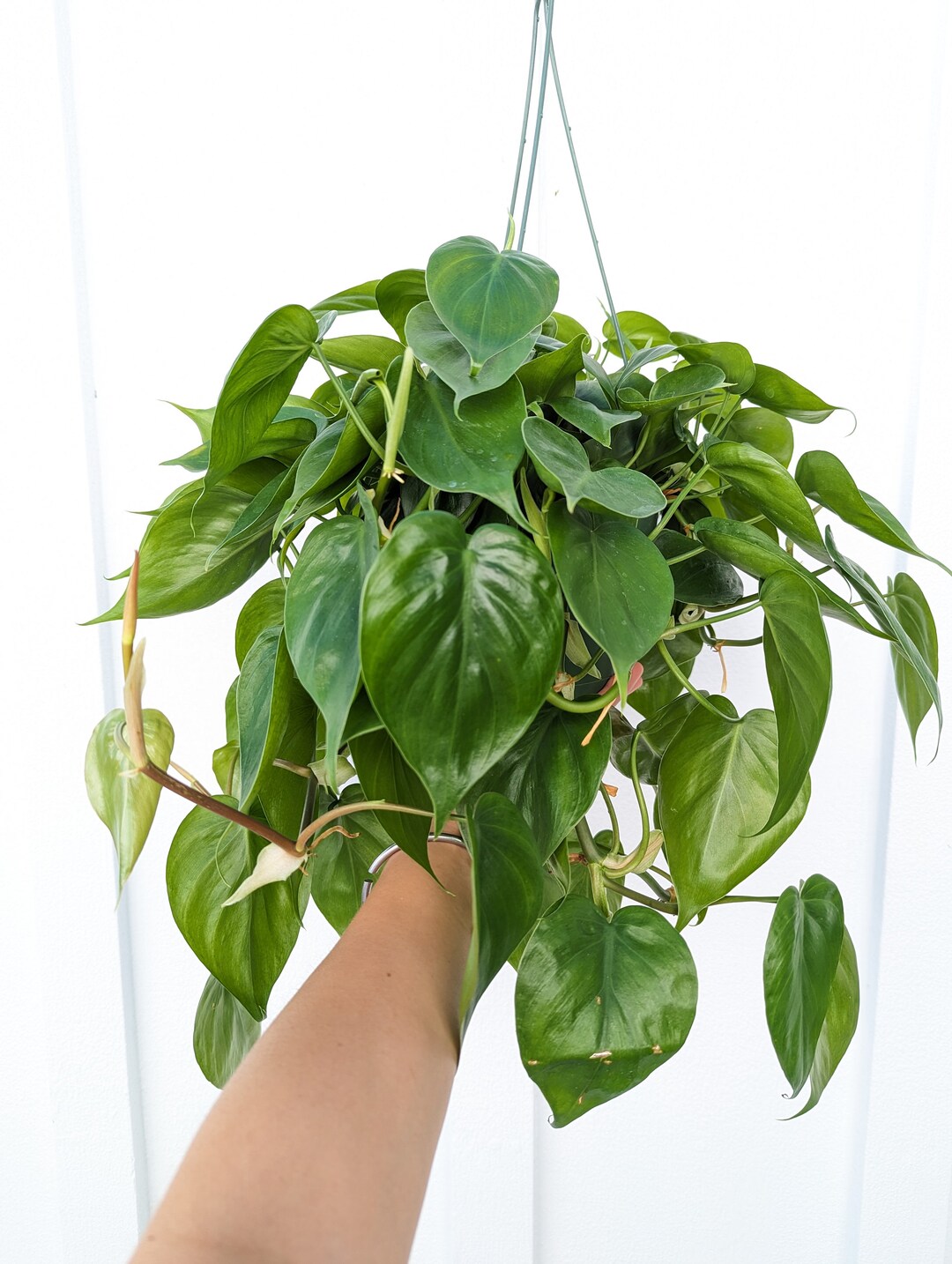 Philodendron Cordatum Heart Leaf Plant 6 Pot - Etsy