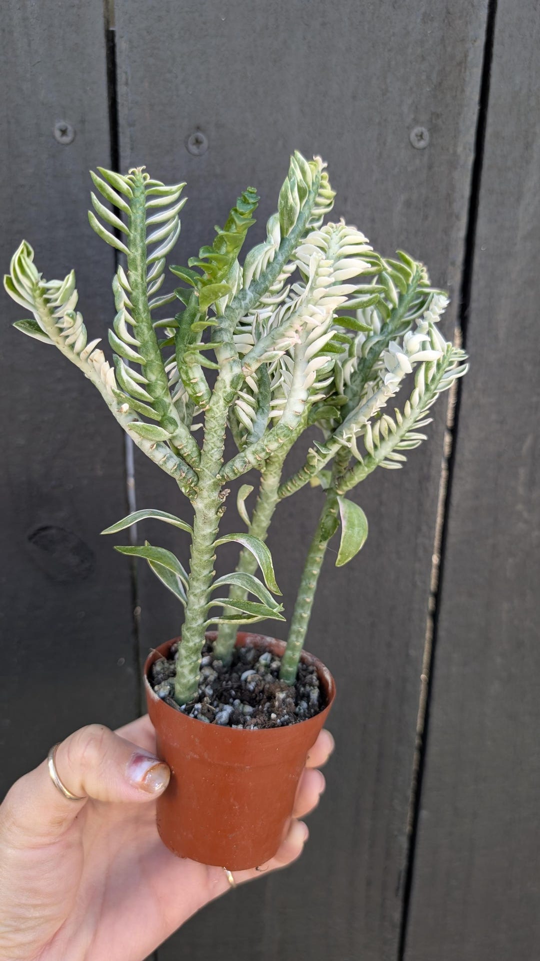 Devil's Backbone Variegated Plant 2" Pot - Etsy