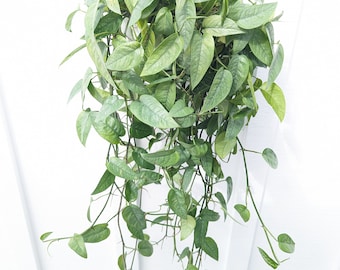 Cebu Blue Ghost Variegated Epipremnum Pinnatum Rooted Starter Plant - Etsy