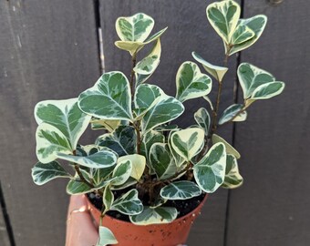 Ficus Triangularis Variegated Fig Live Plant 4 Pot - Etsy