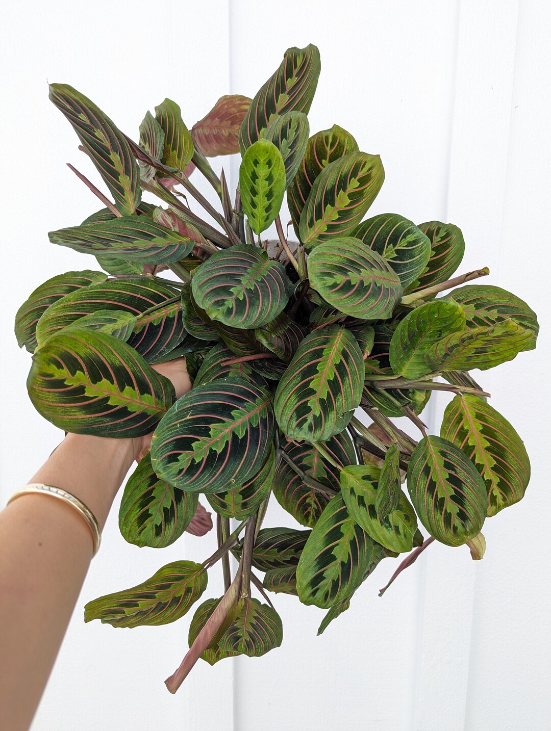 Red Maranta Plant 6 Pot - Etsy