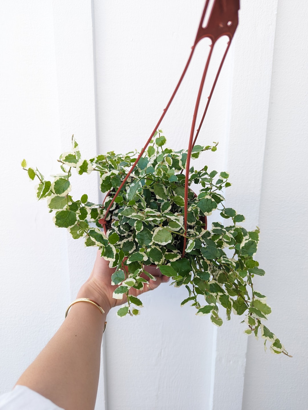 Ficus Repens Variegated Creeping Ficus Plant 6 Pot - Etsy