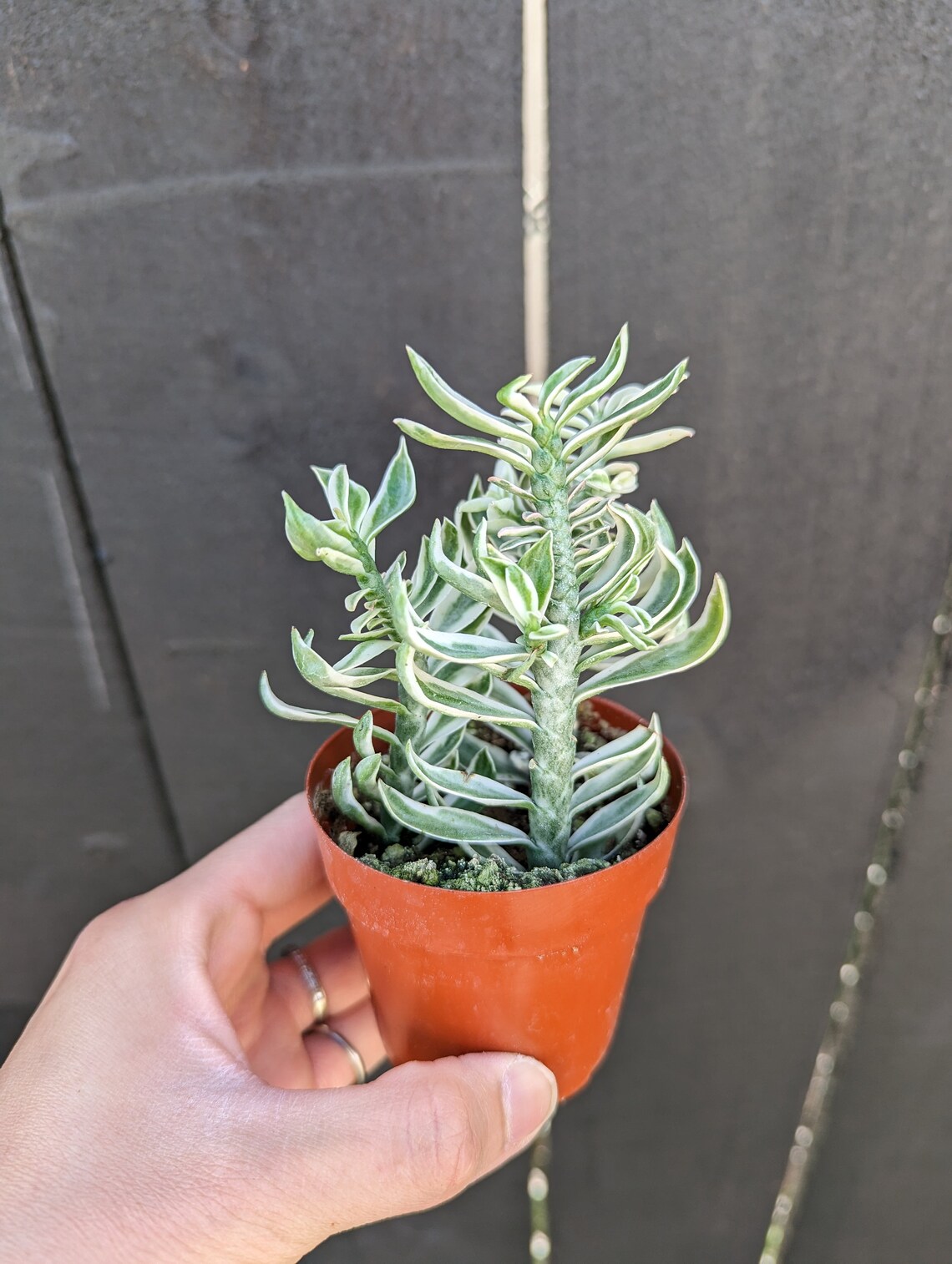 Devil's Backbone Variegated Plant 2 Pot - Etsy
