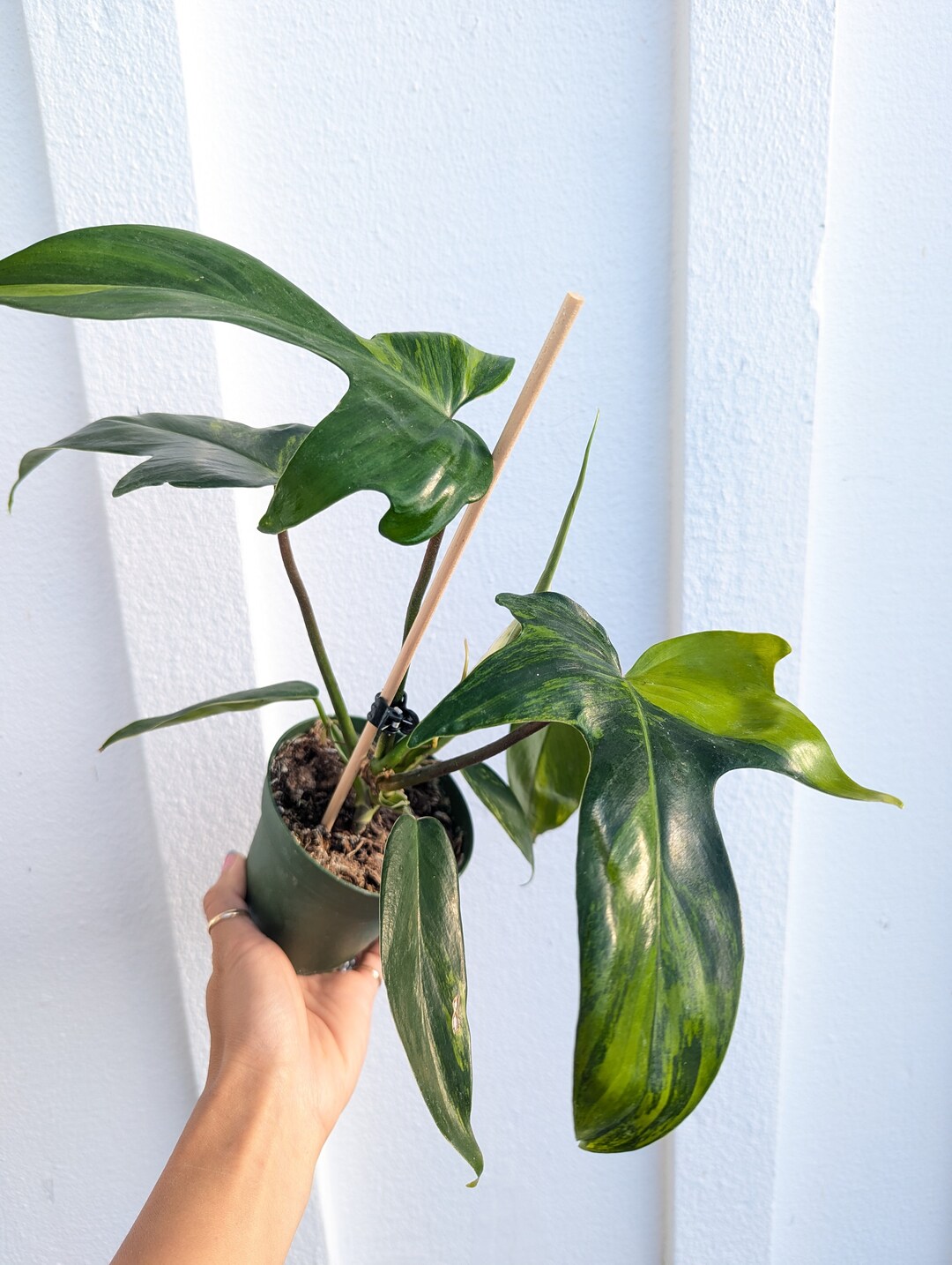 Philodendron Florida Beauty Plant 4 Pot - Etsy