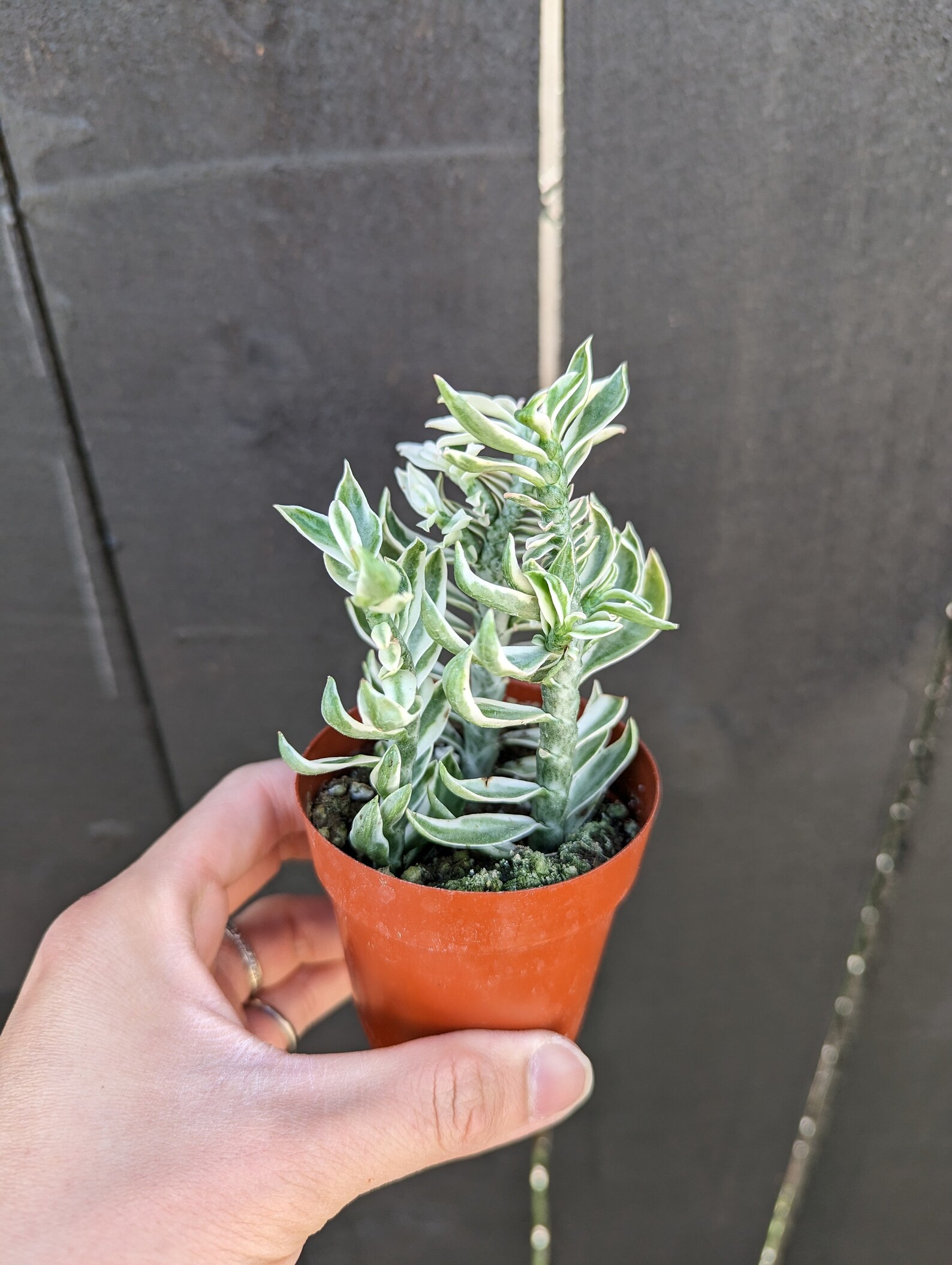 Devil's Backbone Variegated Plant 2 Pot - Etsy