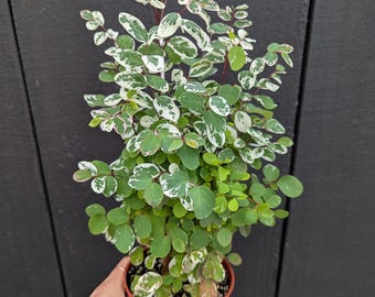 4” SNOW QUEEN Pothos Plant Pot - Beautiful White Coloration With ...