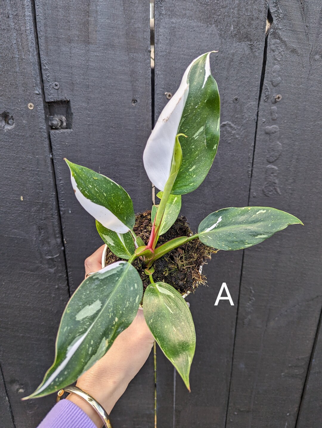 Philodendron White Princess Plant 4 Pot - Etsy