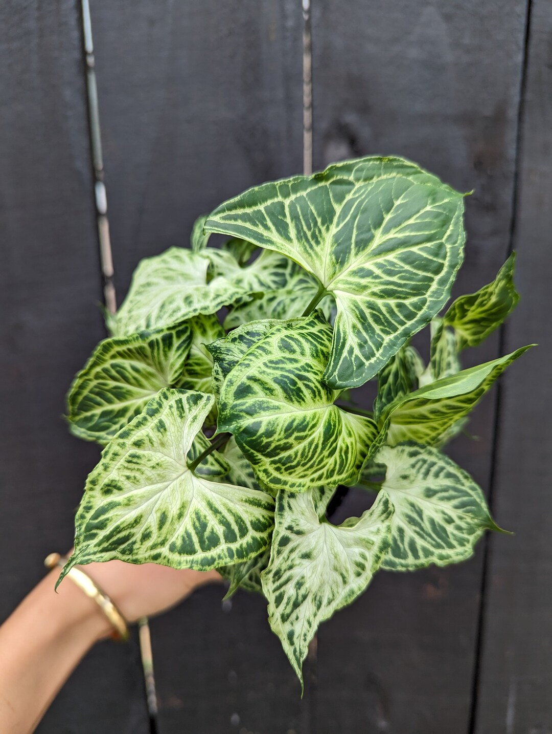 Syngonium Batik Plant 4 Pot - Etsy