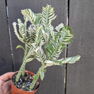 Devil's Backbone Variegated Plant 2" Pot - Etsy